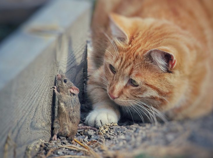 Cara Berkesan Halau Tikus Guna Kulit Telur. Lipas, Semut, Cicak Pun Lari!