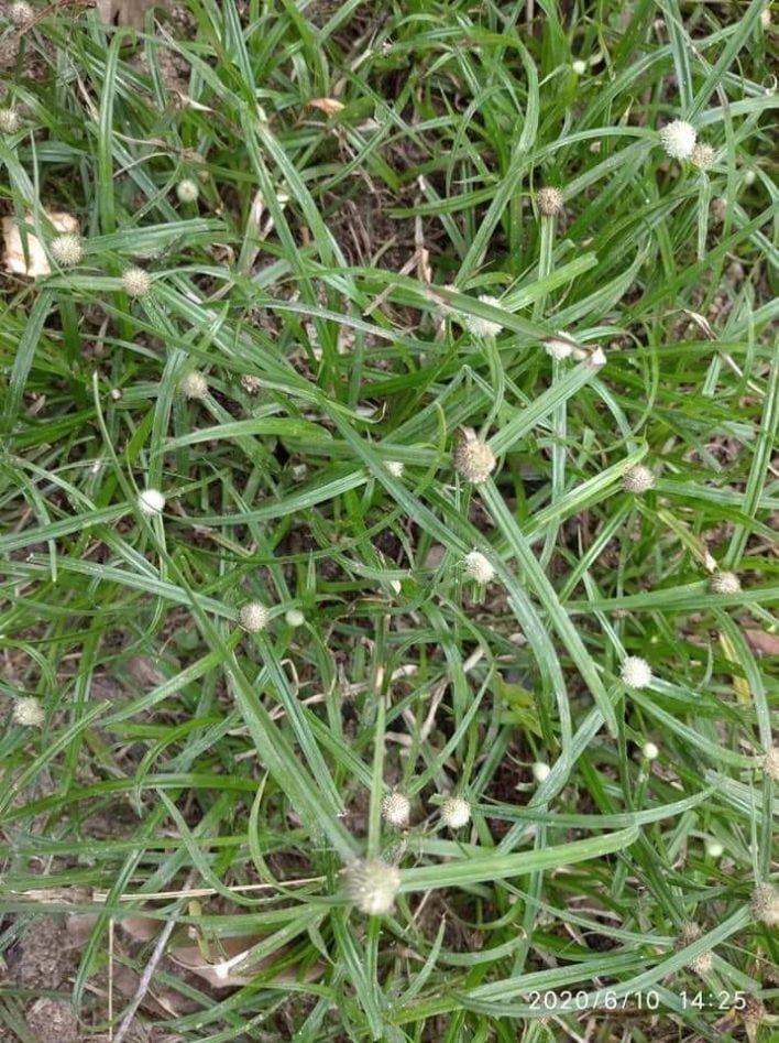 Rumput Helikopter / Pendul Untuk Kucing Sakit Parvo, Demam, Selesema