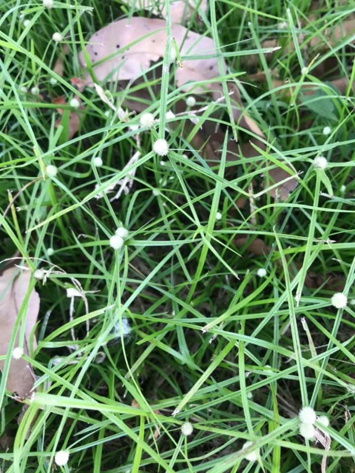 Rumput Helikopter / Pendul Untuk Kucing Sakit Parvo, Demam, Selesema