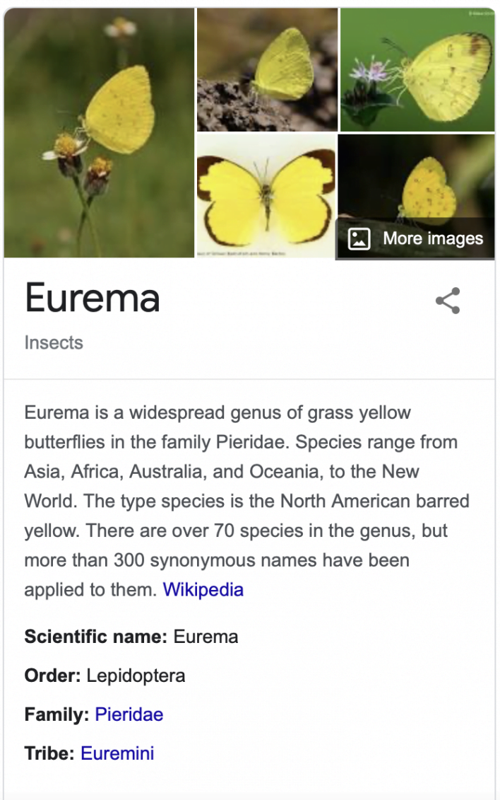 Luarbiasa! Ramai Kagum Lihat Fenomena Ribuan Rama-rama Kuning Di Sabah