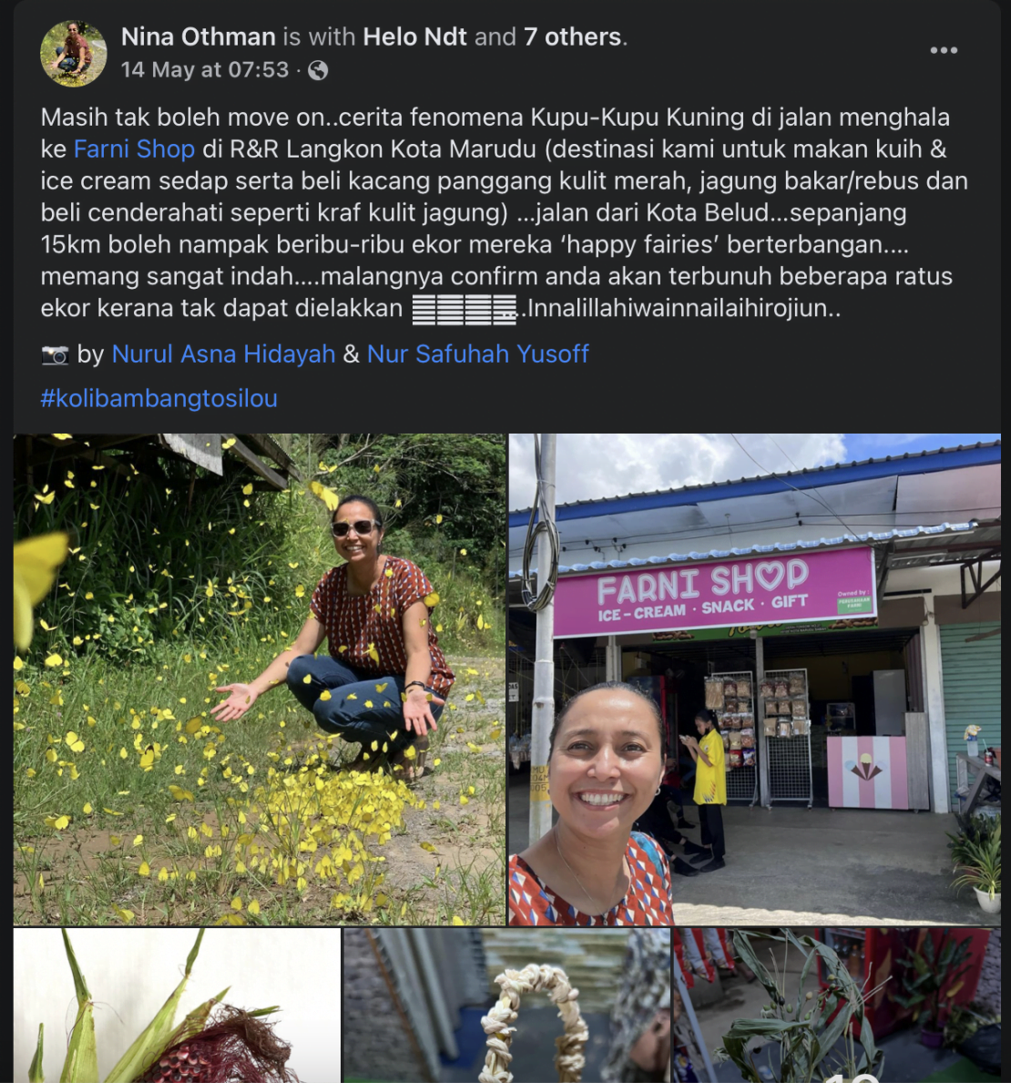 Luarbiasa! Ramai Kagum Lihat Fenomena Ribuan Rama-rama Kuning Di Sabah