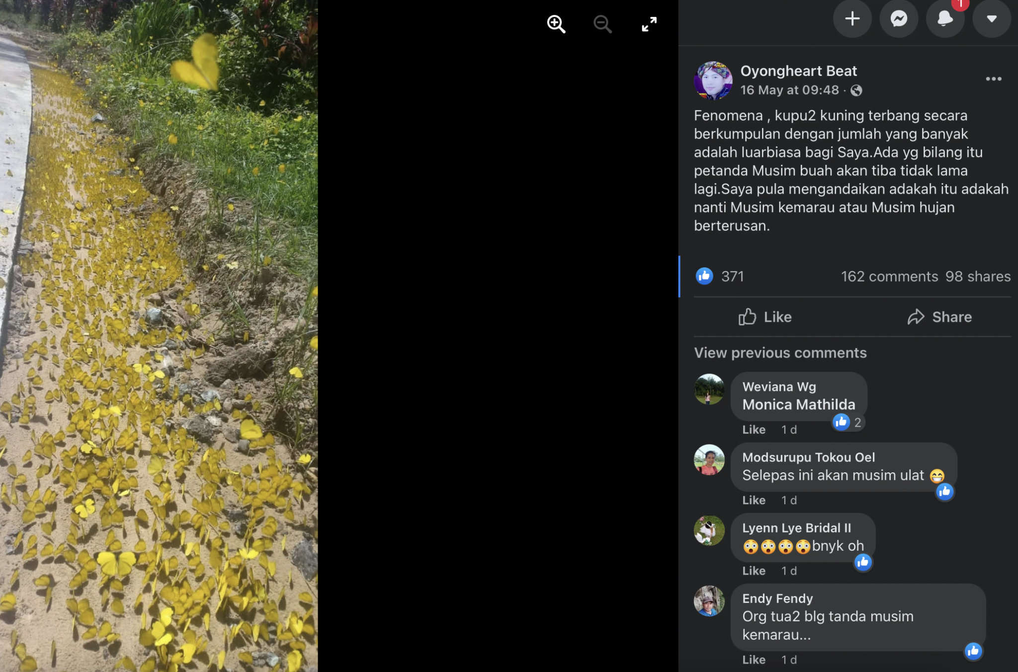 Luarbiasa! Ramai Kagum Lihat Fenomena Ribuan Rama-rama Kuning Di Sabah