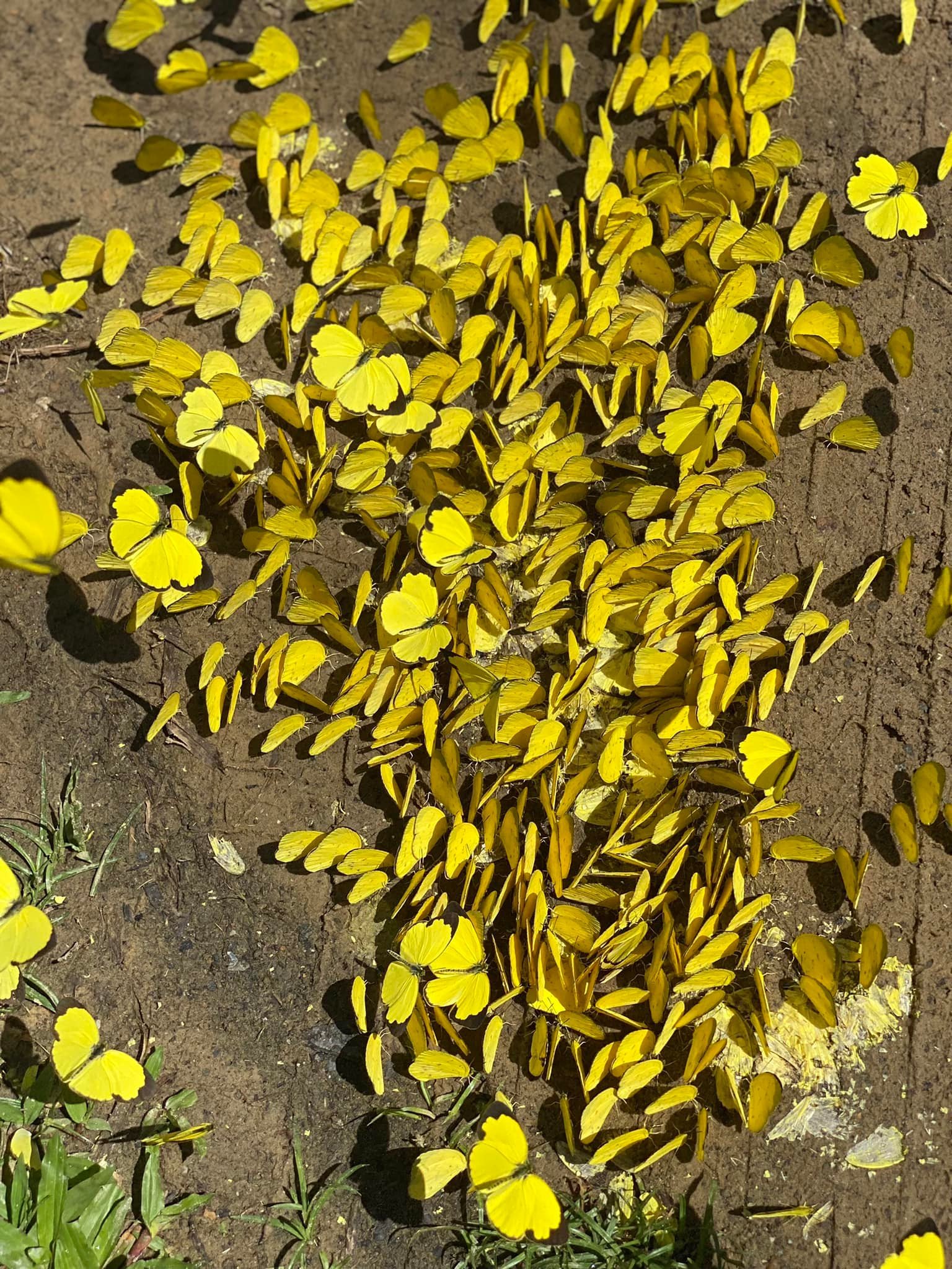 Luarbiasa! Ramai Kagum Lihat Fenomena Ribuan Rama-rama Kuning Di Sabah